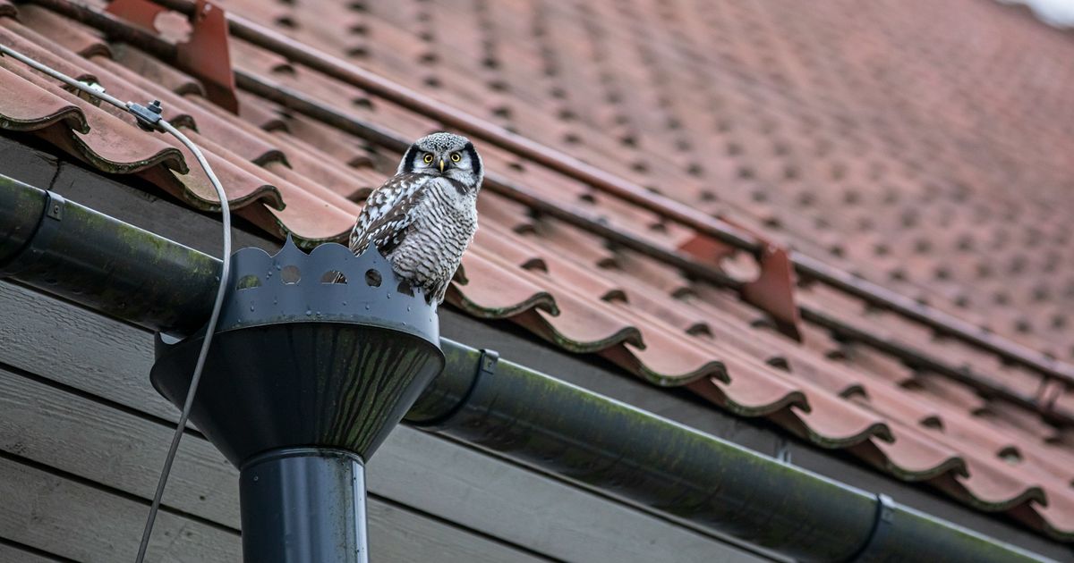 Gutter Guards: Features, Benefits, and Selection Guide | W3Catalog